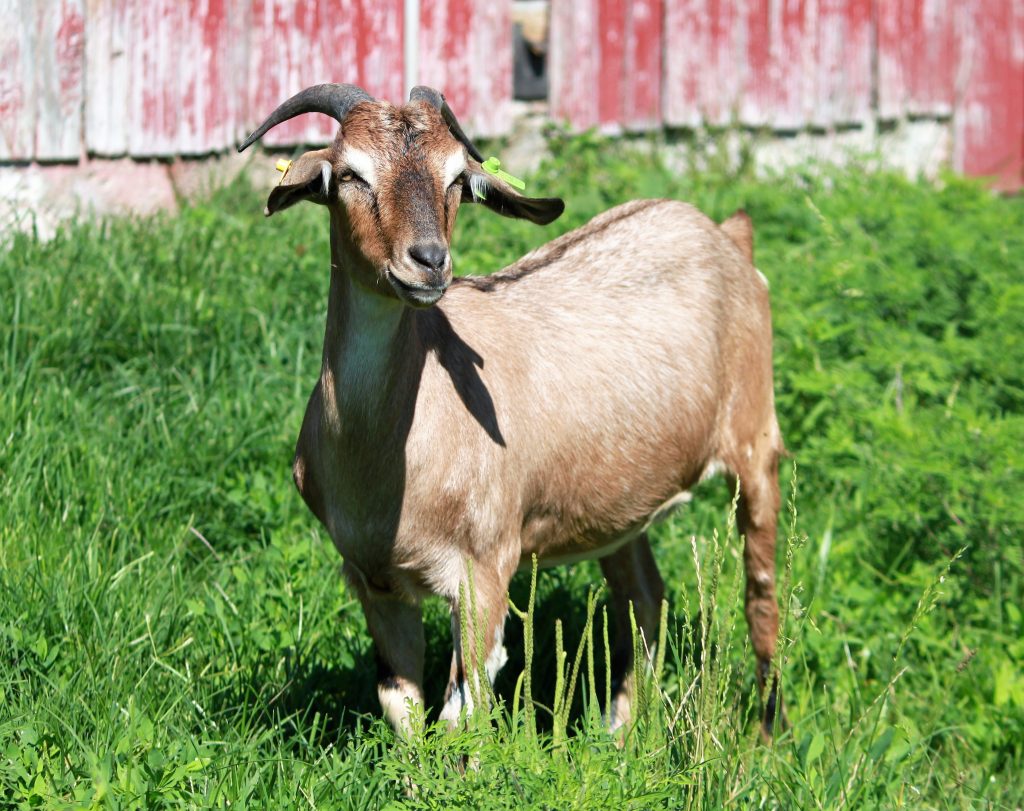 Goats for Sale - Welcome to Hoosier Hills GoatsWelcome to Hoosier Hills ...