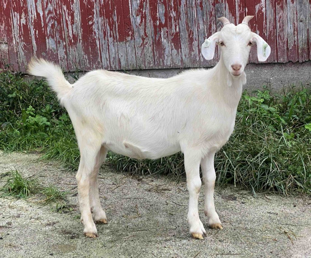 Goats for Sale - Welcome to Hoosier Hills GoatsWelcome to Hoosier Hills ...