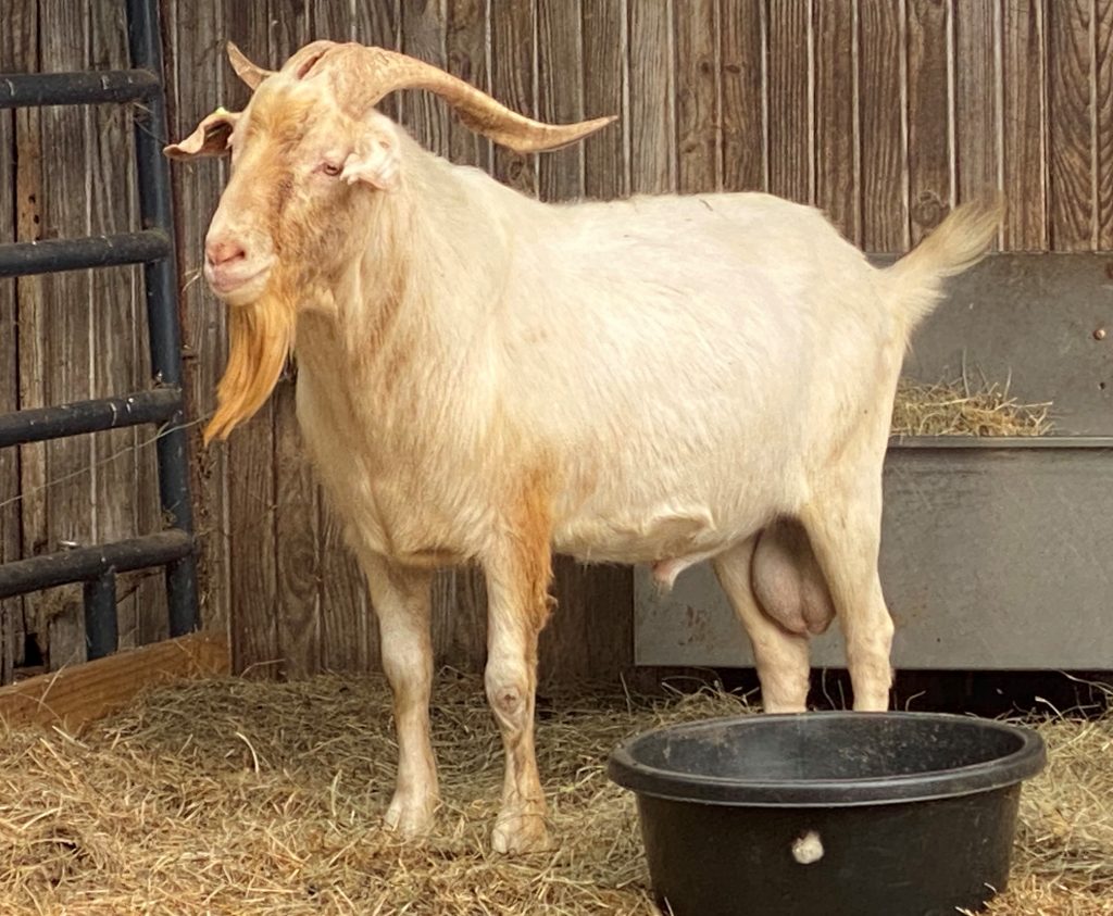 Goats for Sale - Welcome to Hoosier Hills GoatsWelcome to Hoosier Hills ...